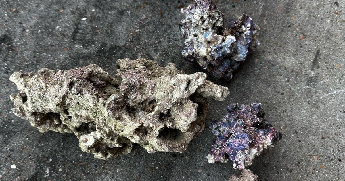 Live rock for $25 in Willis, TX | For Sale & Free — Nextdoor