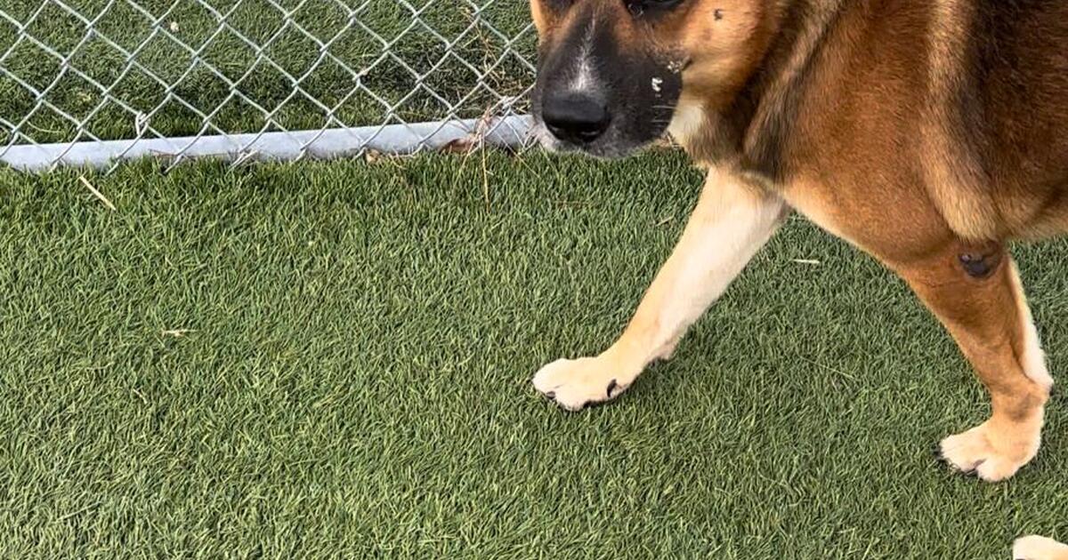 Free German Shepard Mutt for Free in Orlando, FL | For Sale & Free ...