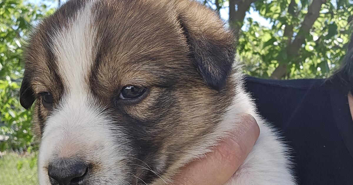 Free Puppies Need Homes ASAP for Free in Valley View, TX | For Sale ...