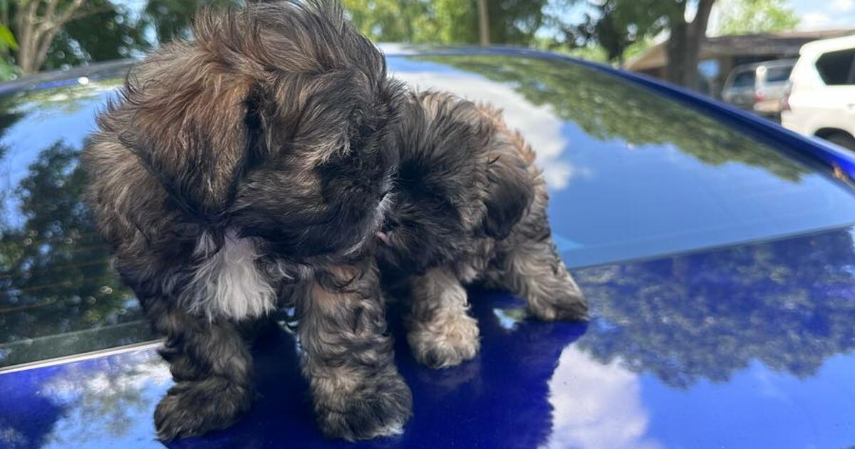 Shihdoodle puppies in Tampa, FL | For Sale & Free — Nextdoor