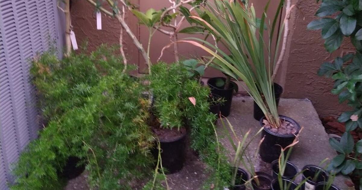 Free plants for Free in Tampa, FL | Finds — Nextdoor