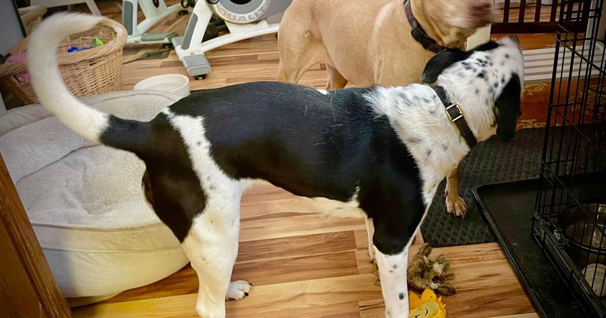Free to good home- 1-1/2 year old dog- referral, home visit, and vet ...