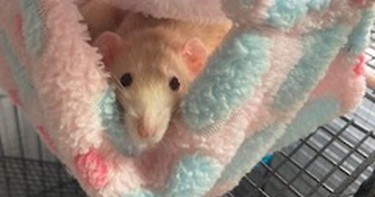 Re-Homing 3 female rats for Free in Arlington, VA | For Sale & Free ...