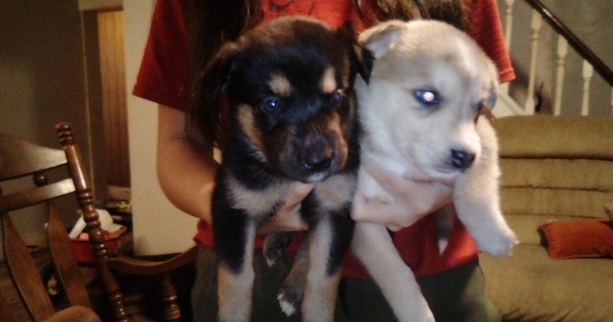 Looking for a forever home 2 dogs to loving home's for Free in ...