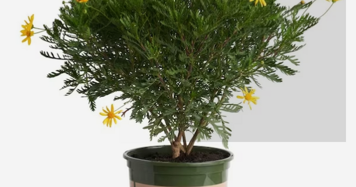 Flat 6 perennials 2.5 qt Euryops yellow daisy flower green leaf shrubs ...
