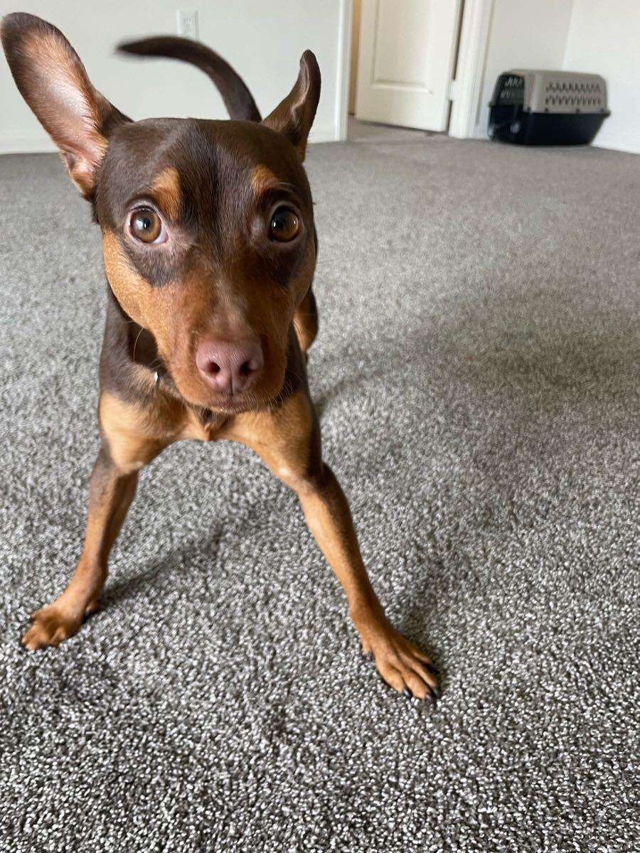 6 month old Miniature Pincher for Free in Columbia, MD | For Sale ...