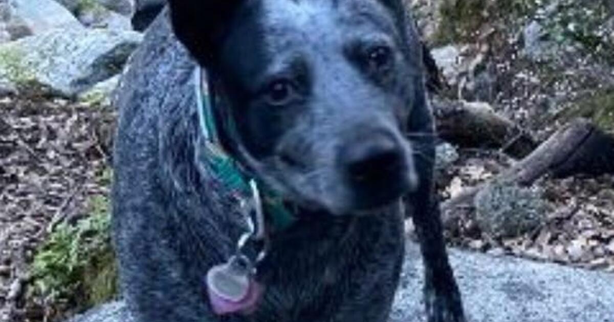 Blue healer for adoption. for Free in Somerset, CA | For Sale & Free ...