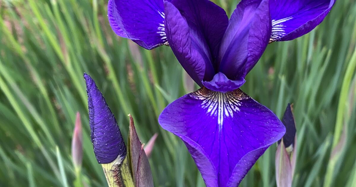 Siberian iris - purple for $5 in Reston, VA | For Sale & Free — Nextdoor