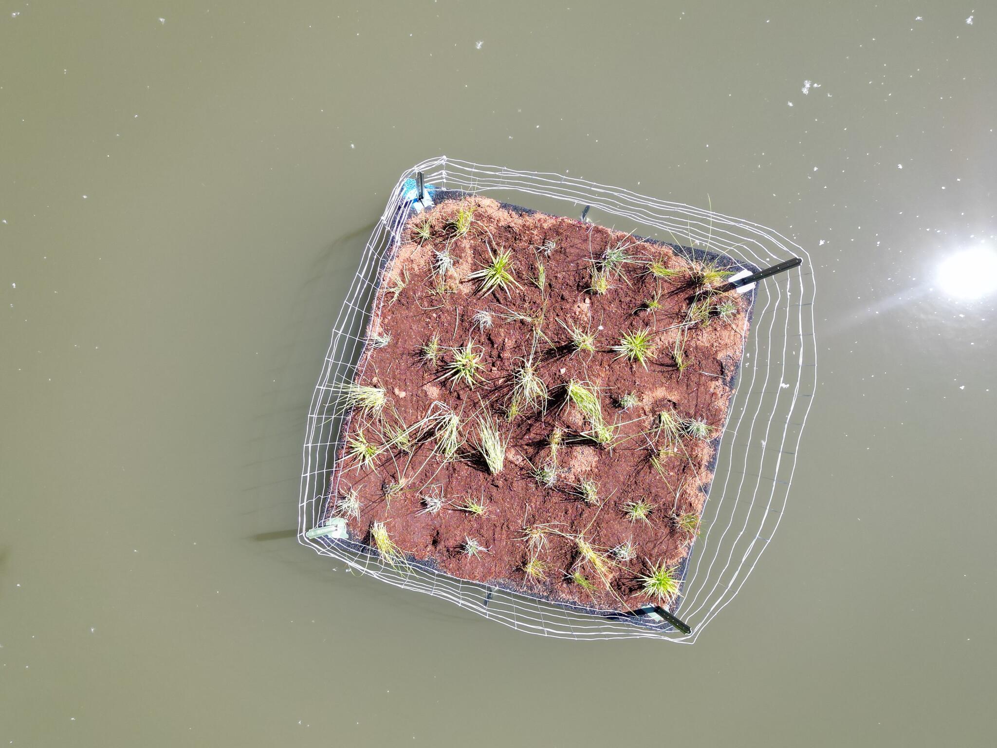Recently, Windsor’s Stormwater team installed floating islands in the ...