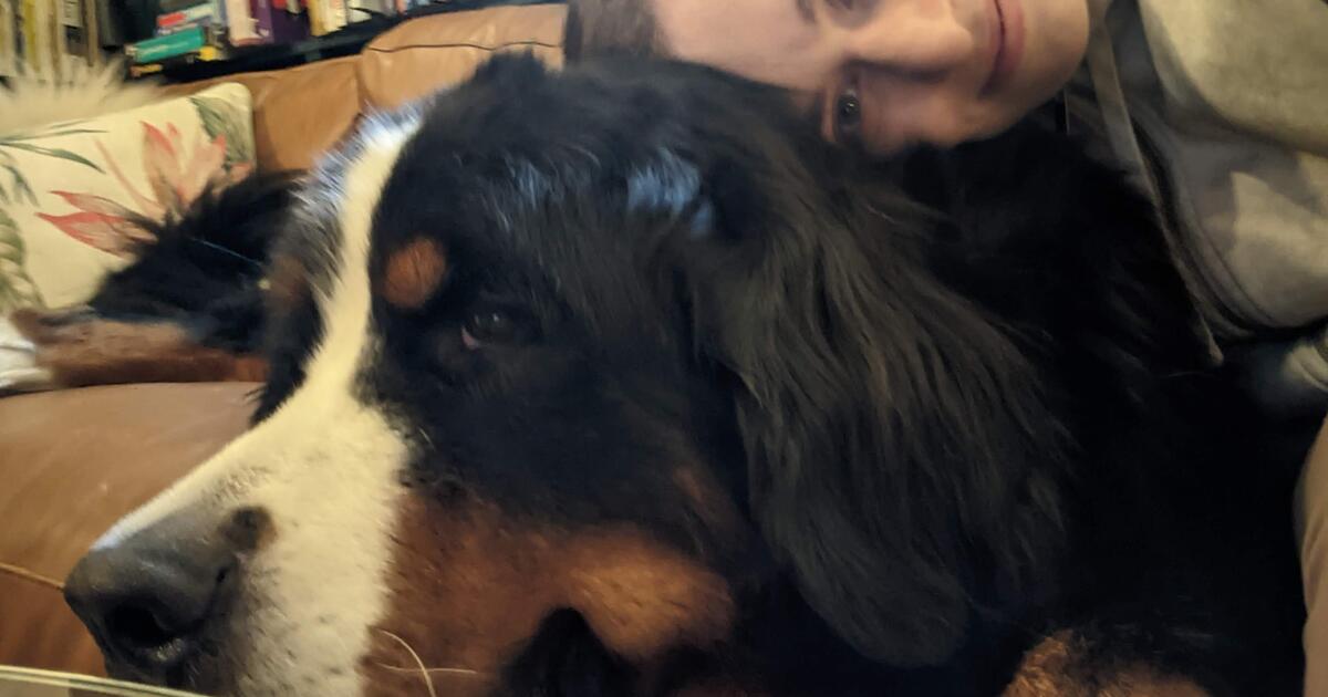 Can I walk your dog? for Free in Seattle, WA | For Sale & Free — Nextdoor