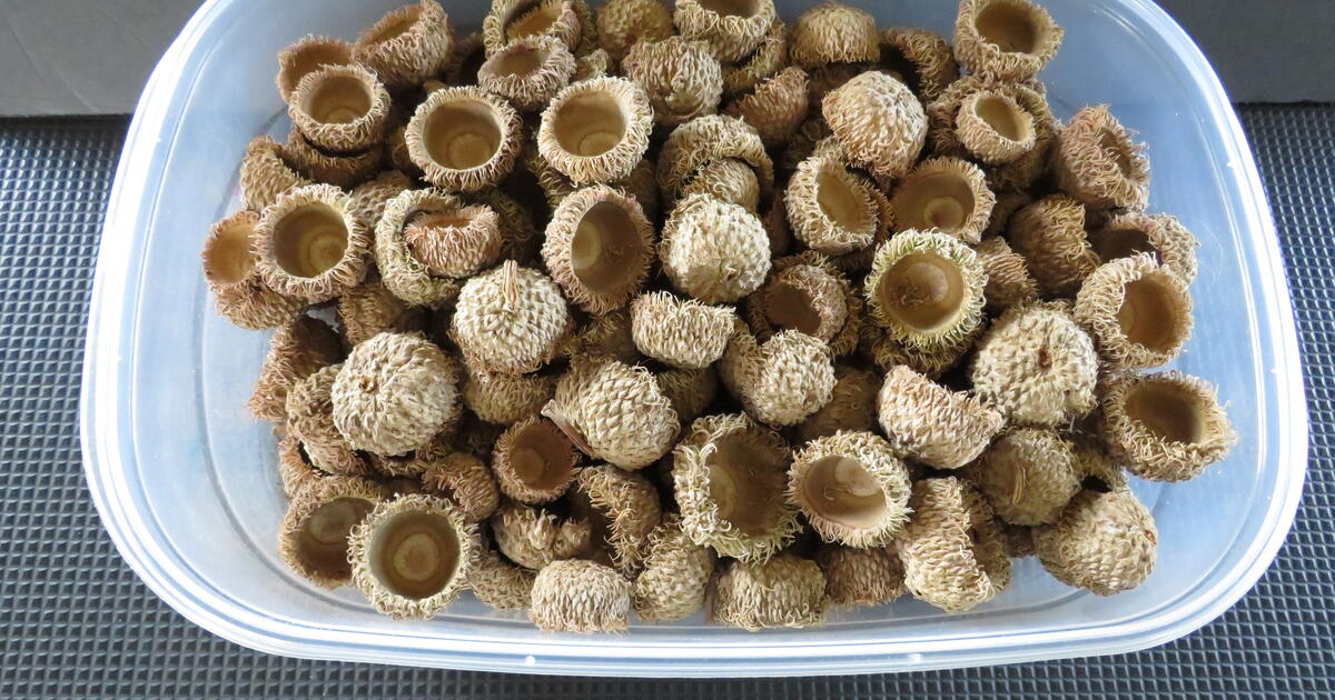 2 Pounds of Large & Medium Acorn Caps for Crafting for $5 in Trevor, WI ...