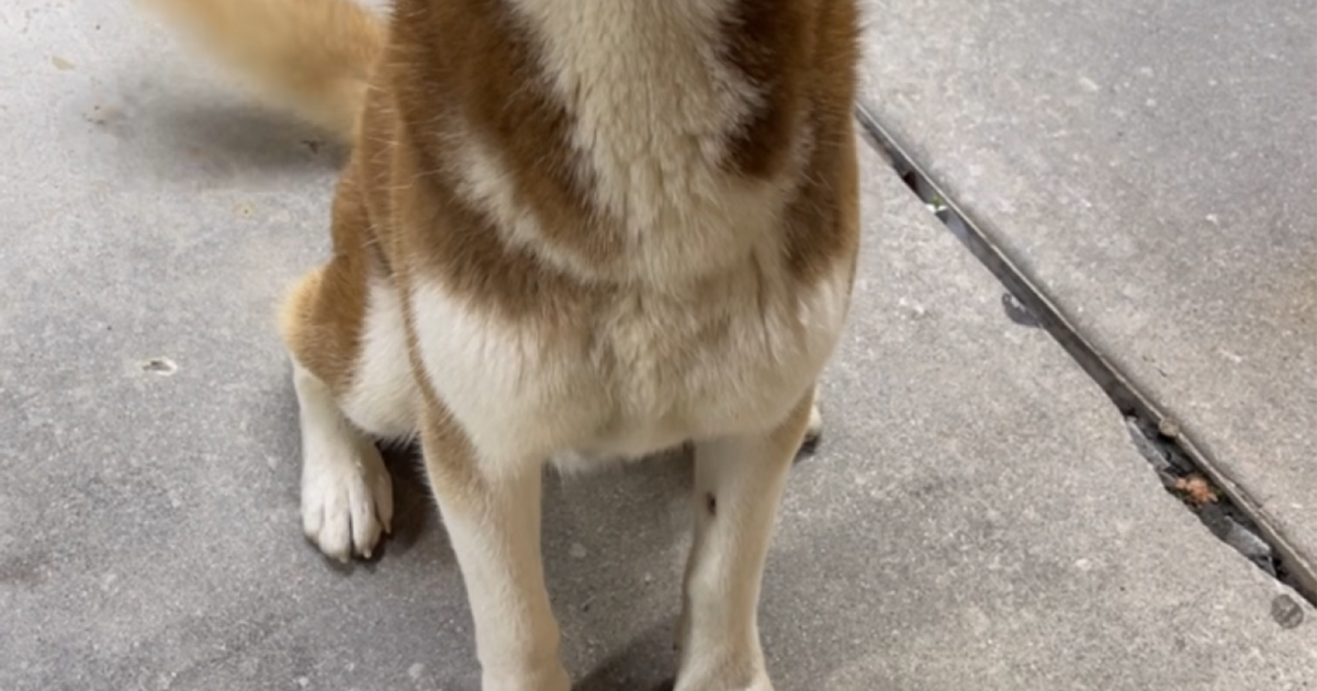 Stray/lost husky for Free in Houston, TX | For Sale & Free — Nextdoor
