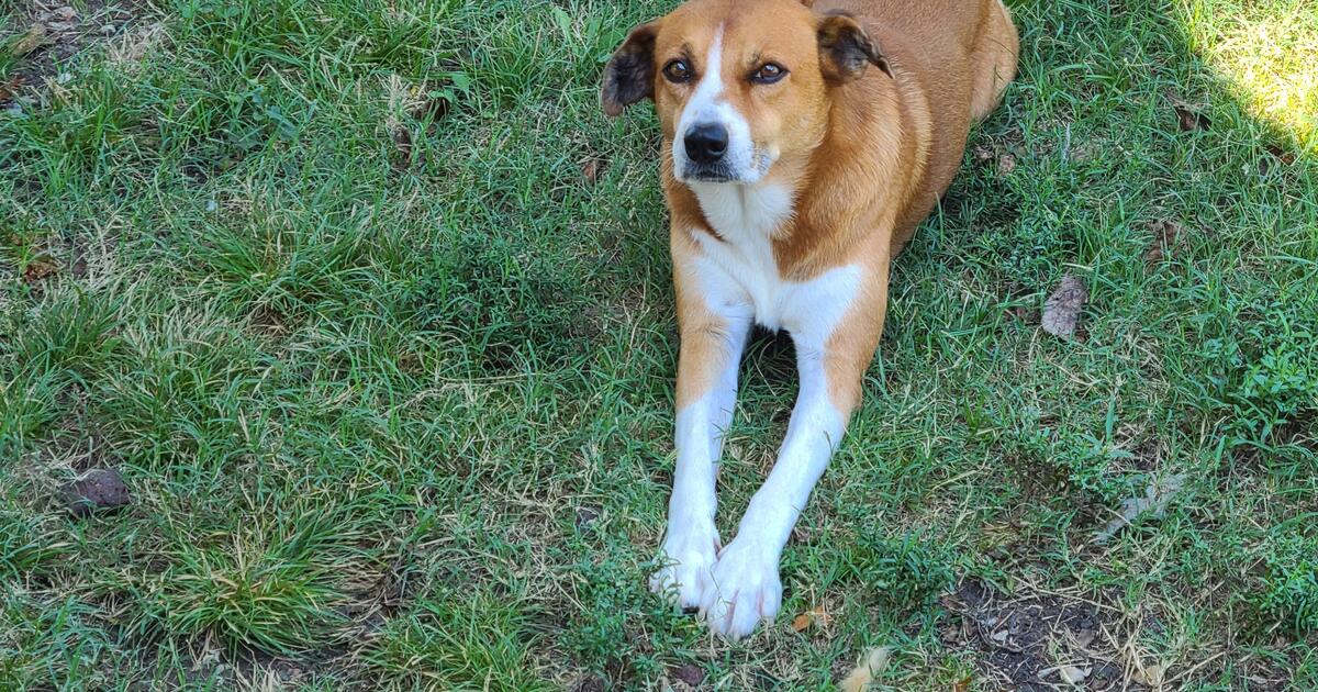 Free Dogs for Free in Cleburne, TX | For Sale & Free — Nextdoor