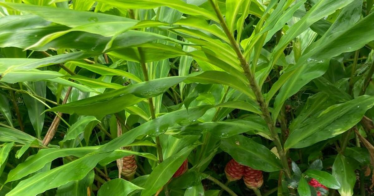 Free red cone ginger rhizomes. Must dig yourself. See add in the garden ...