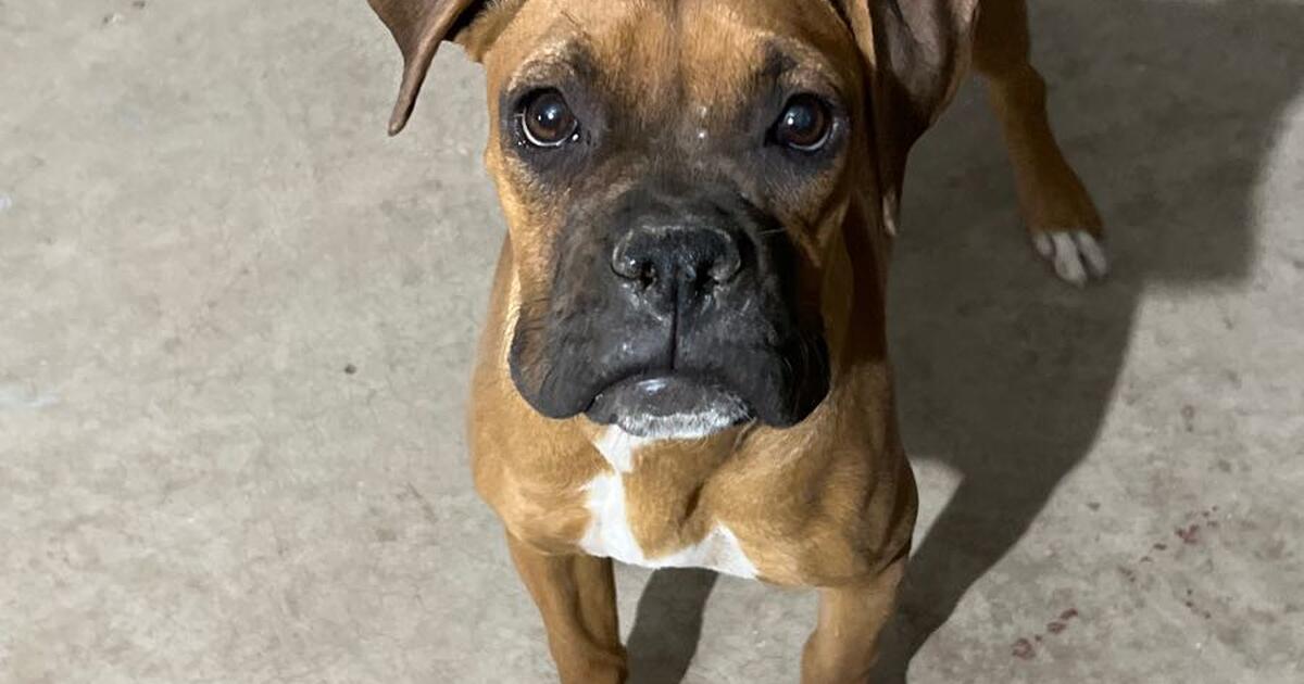 Rehoming Boxer Puppy for $100 in Mesa, AZ | For Sale & Free — Nextdoor