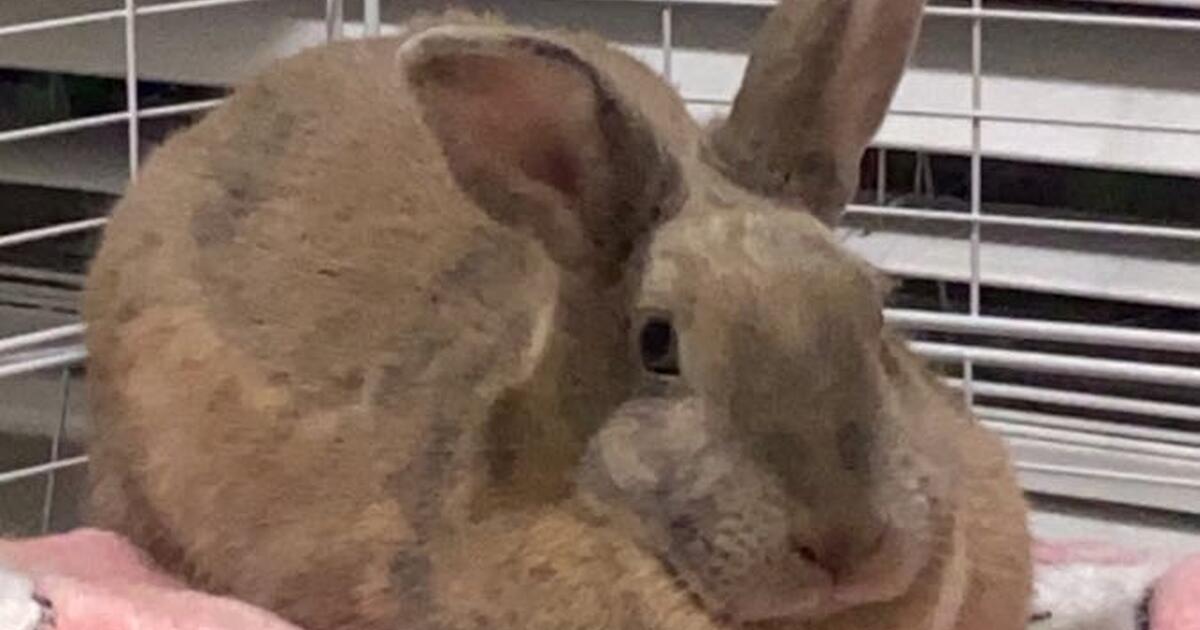 Chonky Rabbit for Free in Norcross, GA | For Sale & Free — Nextdoor
