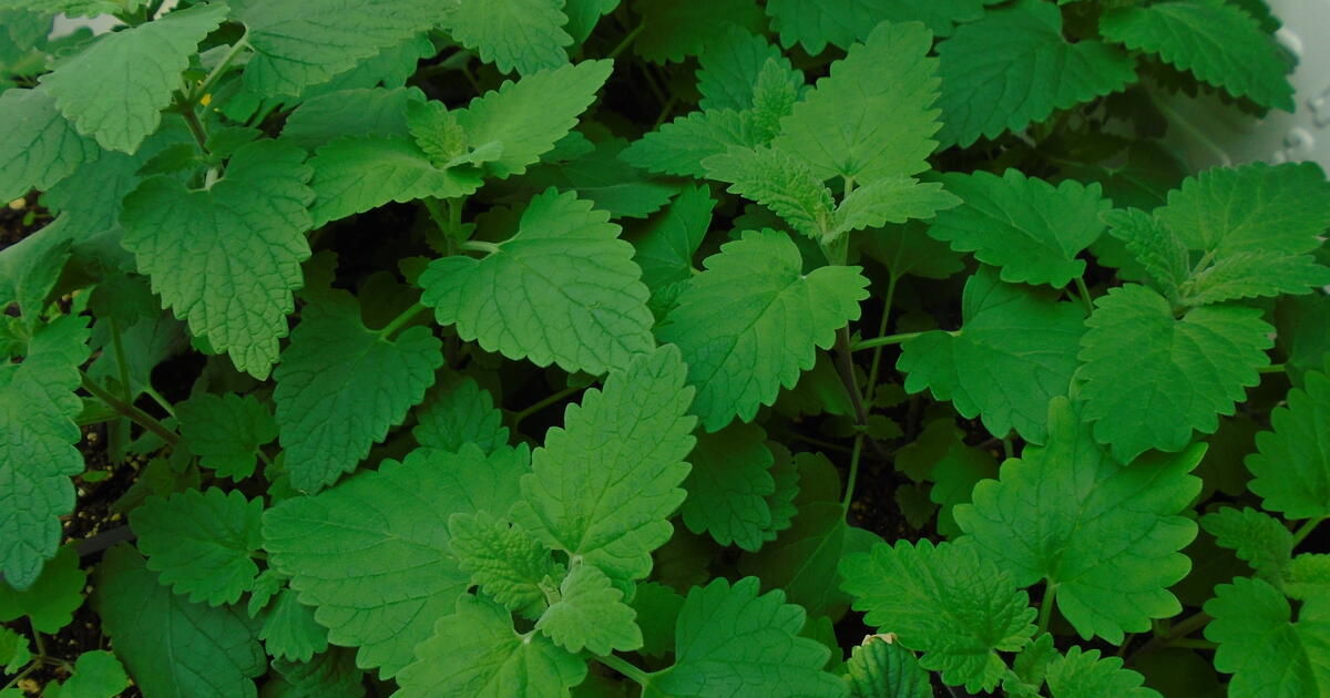 Heirloom Garden Catnip for $3 in Greensboro, NC | For Sale & Free ...