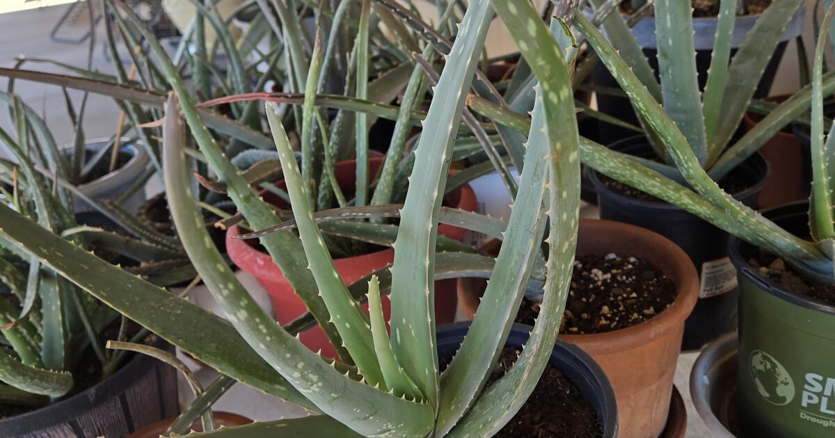 Potted Aloe Vera Plants 3.00.5.00 & 10.00 for $5 in Golden Valley, AZ | For Sale & Free — Nextdoor