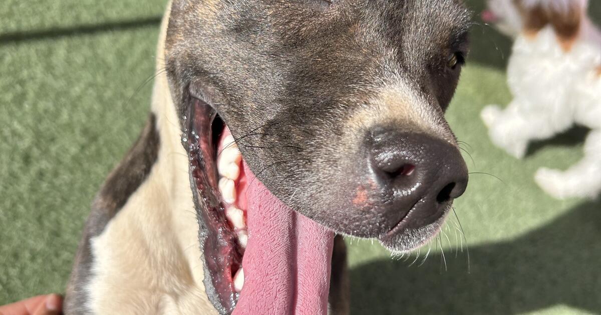 Brindle Pit Puppy in Redlands, CA | For Sale & Free — Nextdoor