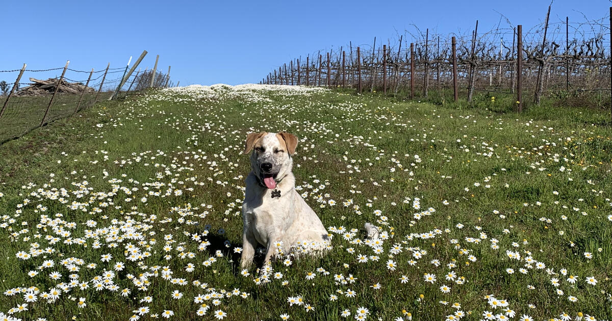 Rehoming our male Pyrenees-Cattle dog mix for Free in Santa Rosa, CA ...