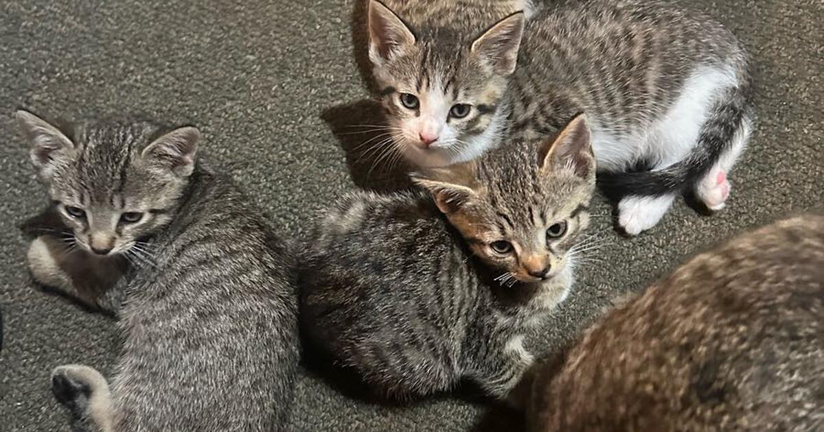 Kittens for Free in Newburgh, NY | For Sale & Free — Nextdoor