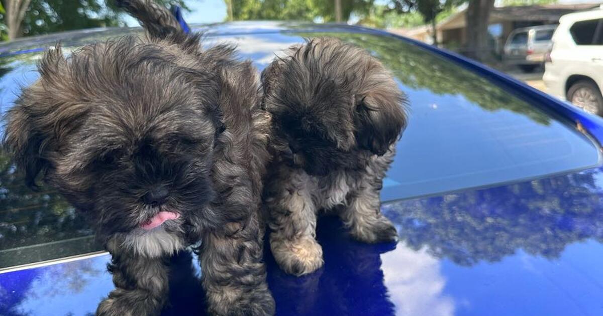 Shihdoodle puppy in Tampa, FL | For Sale & Free — Nextdoor