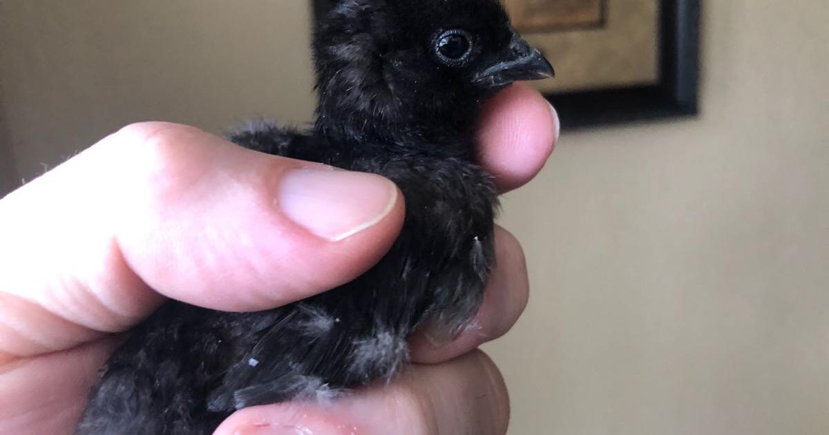 Baby Ayam Cemani Chicks for $40 in Magnolia, TX | For Sale & Free ...