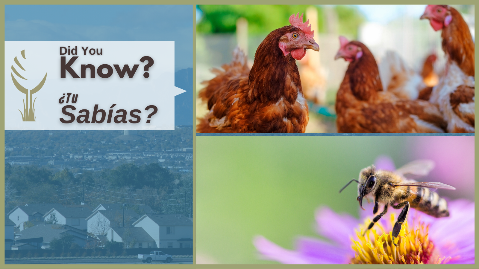 Did you know Wings are a-flutter and we're buzzing with excitement ...