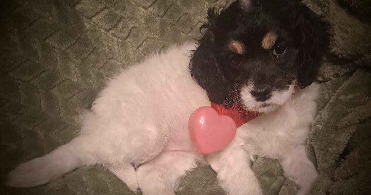 Female Cavapoo puppy..3 weeks old for $500 in Niceville, FL | For Sale ...