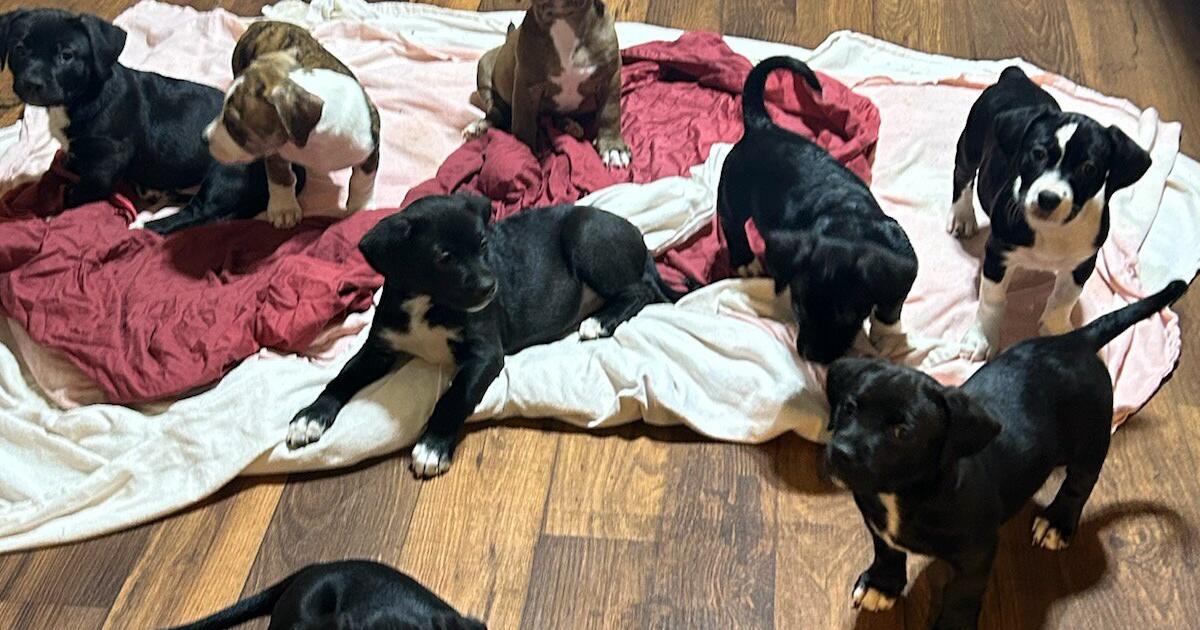 Free Puppies For Free In Pensacola Fl For Sale And Free — Nextdoor