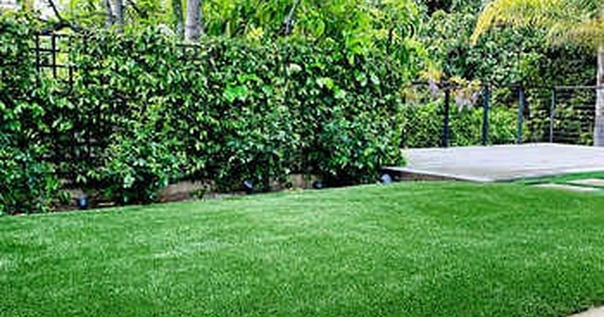 PreGra Premium Platinum 80oz Bermuda Artificial Turf (new) for $800 in ...