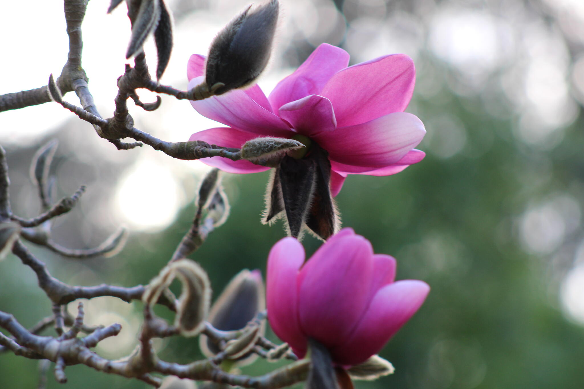 Order Your 2022 Pollution Prevention Calendar (SF Water, Power, Sewer ...