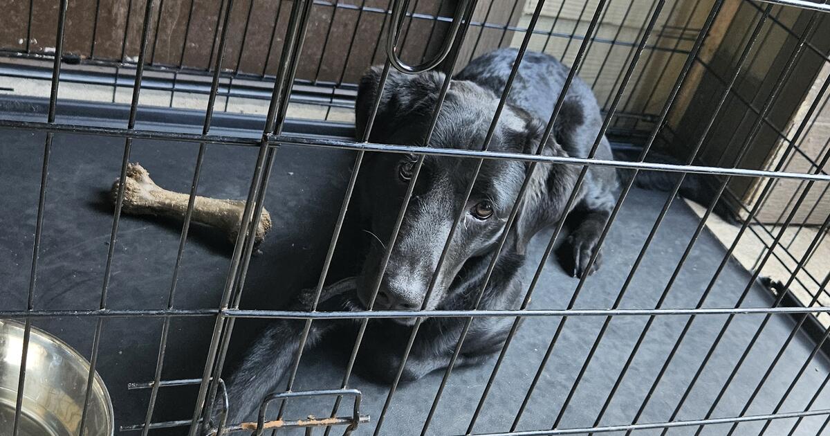 10 month Labrador for $100 in New Orleans, LA | For Sale & Free — Nextdoor