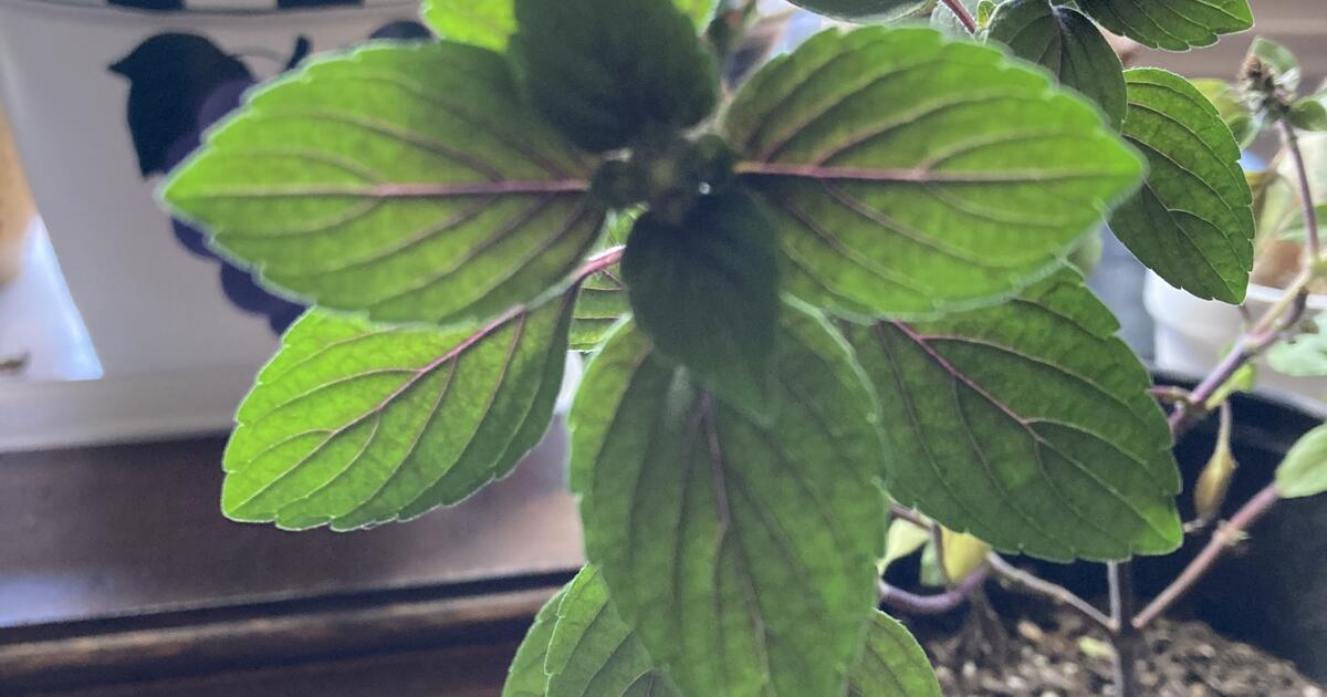 African Blue Basil plants, 2 inch pots, great for pesto and pollinators ...