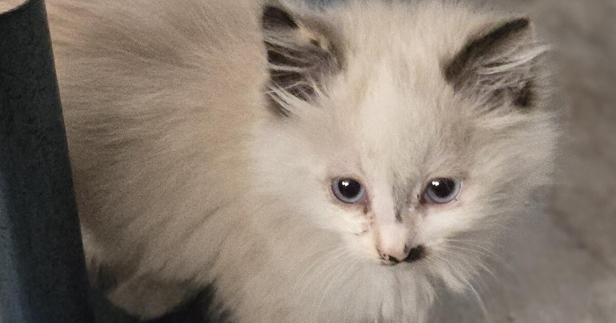 Kittens To ADOPT ONLY NOT FREE for Free in Van Nuys, CA | For Sale ...