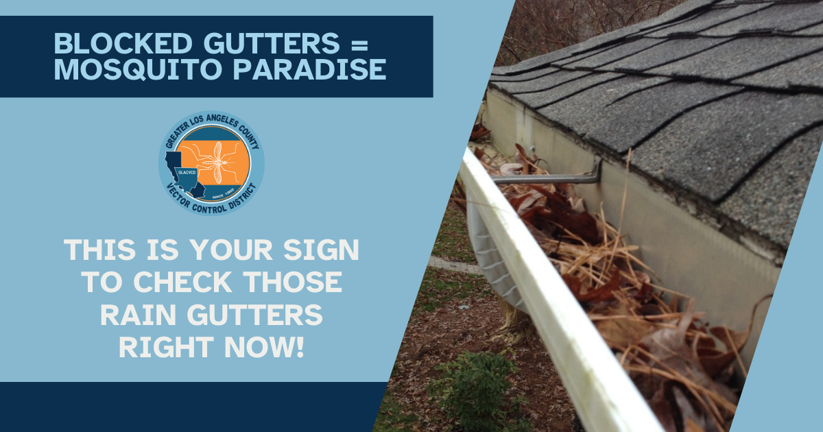 This is your sign to check those rain gutters right now! (Greater Los ...