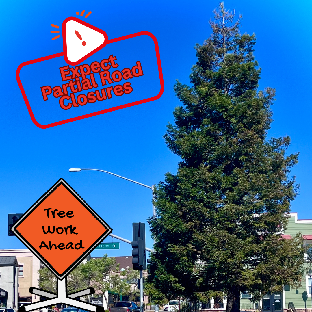 🌲Work will begin today to add LED lights to the redwood tree at the ...