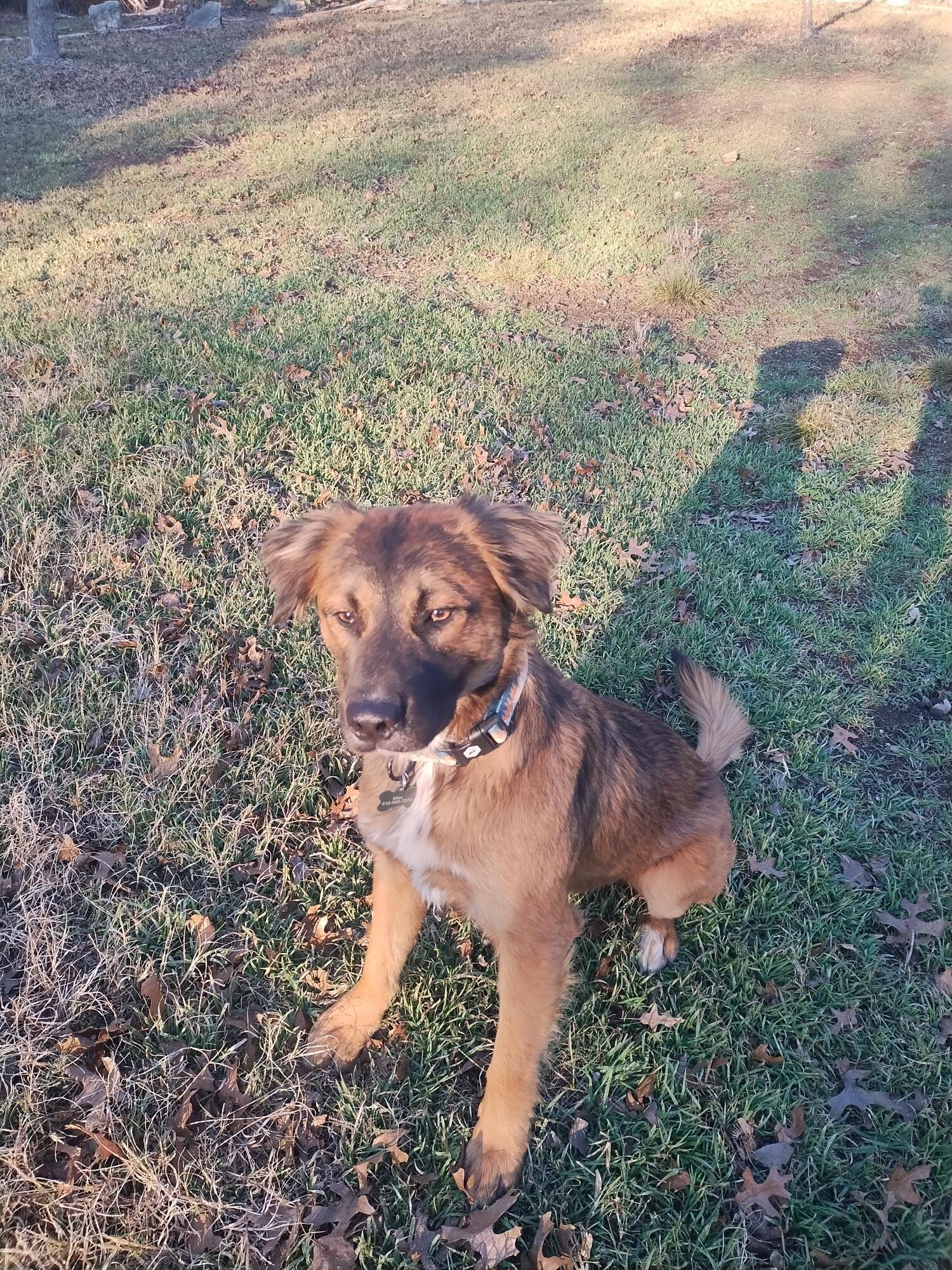 Max Needs a Really Nice Home for Free in Austin, TX | For Sale & Free ...