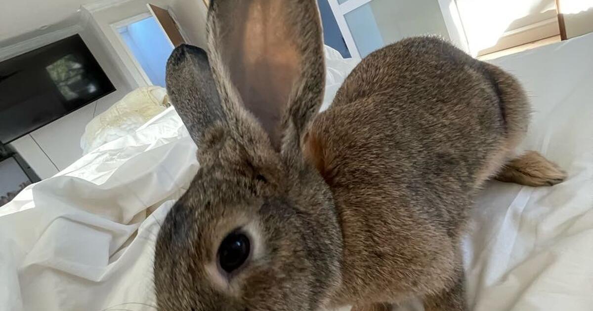 Female Bunny For Adoption for Free in Fairfield, NJ | For Sale & Free ...