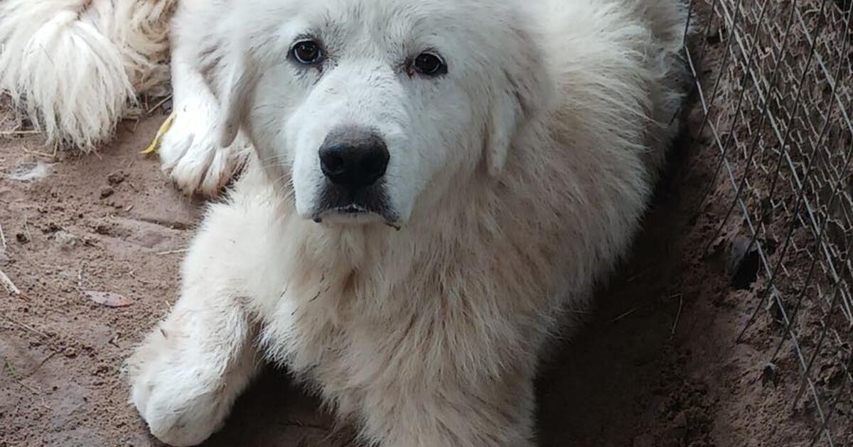 Free Pyrenees to good home for Free in Willis, TX | For Sale & Free ...