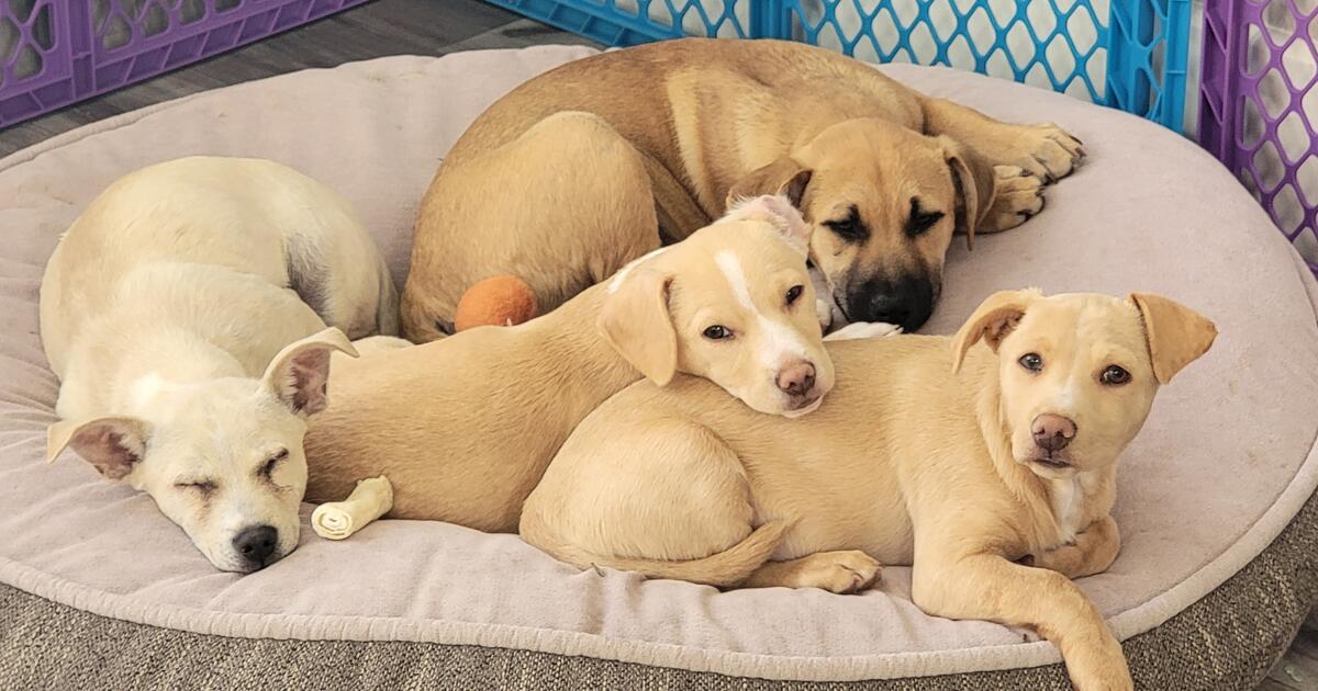 Rescue puppies for adoption in Carlsbad, CA | Finds — Nextdoor