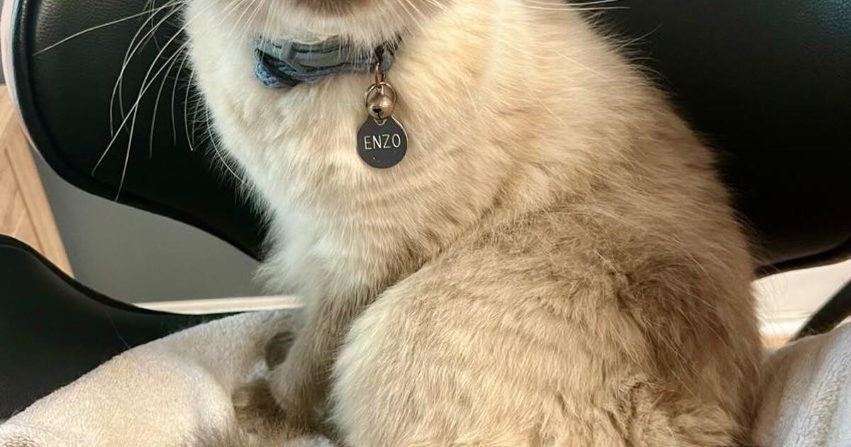 Handsome Enzo Looking for New Home for Free in Lilburn, GA | For Sale ...