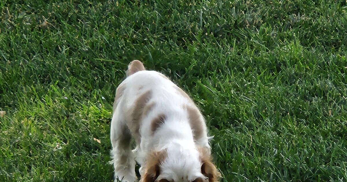 Cocker Spaniel Puppies in St. George, UT | For Sale & Free — Nextdoor