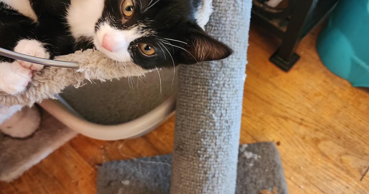 kittens for Free in Reno, NV | For Sale & Free — Nextdoor