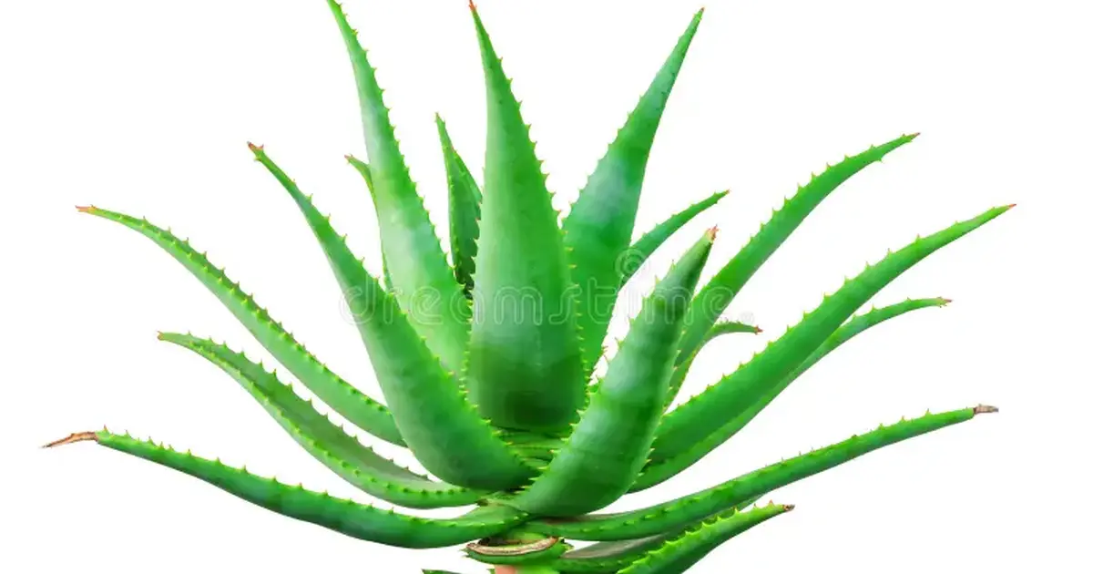 Aloe vera plants for Free in Lake Havasu City, AZ | Finds — Nextdoor