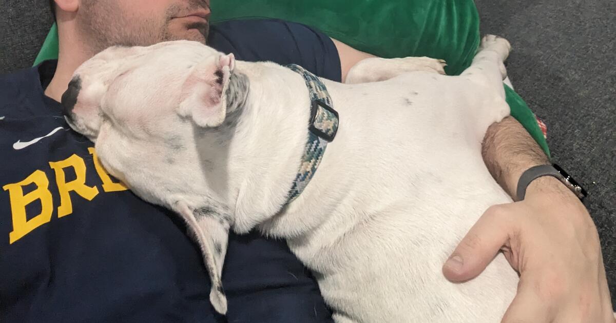 Amazing lovable Zeke (dog). for Free in Cincinnati, OH | For Sale ...