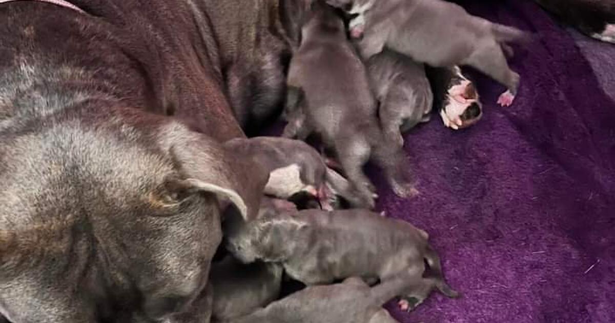 Dogs For Sell In Mexico Missouri for $210 in Columbia, MO | For Sale ...