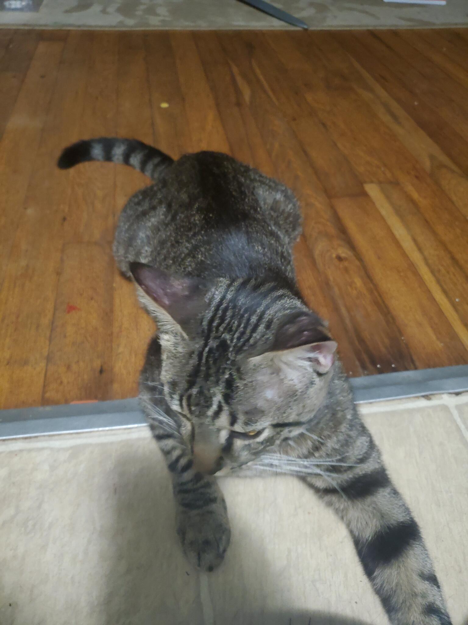 2 Year Old Male Cat For Free In Marietta GA Finds Nextdoor