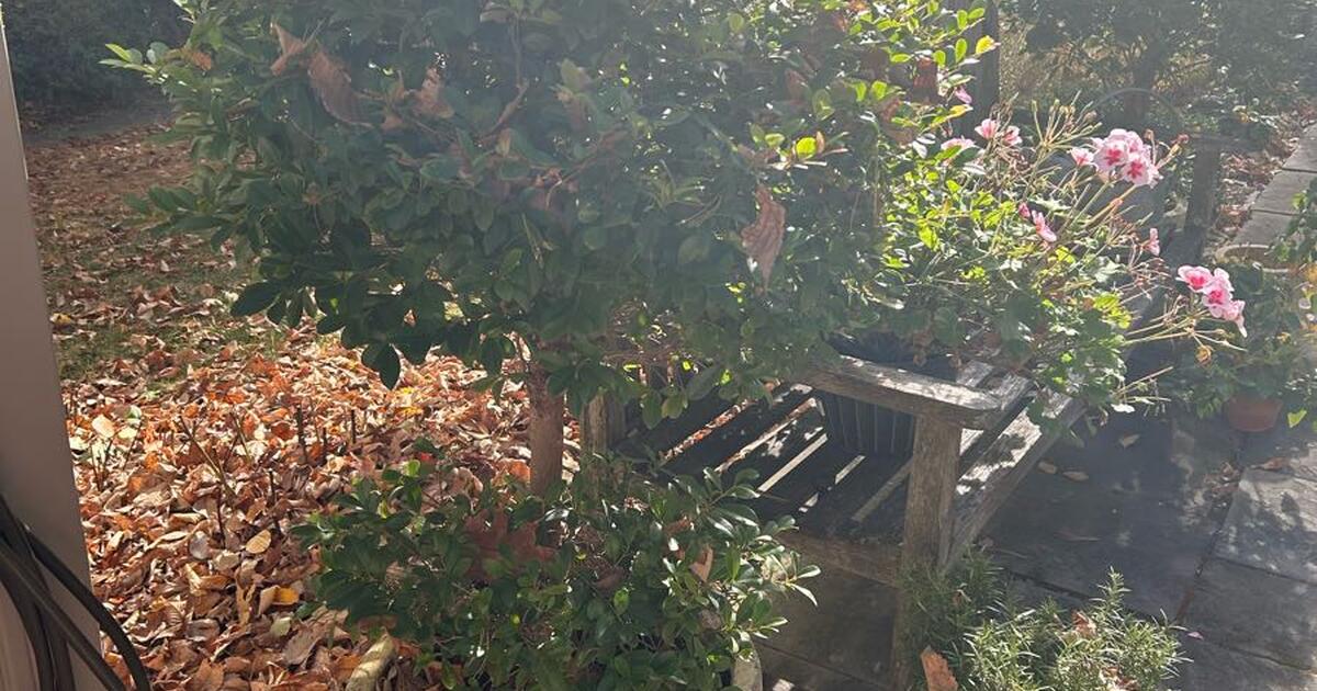 Large Outdoor Potted Plant for Free in Villanova, PA | For Sale & Free ...