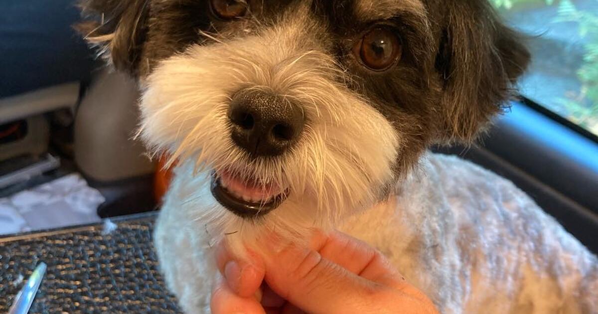 Grubby Puppy? in Kirkland, WA | For Sale & Free — Nextdoor